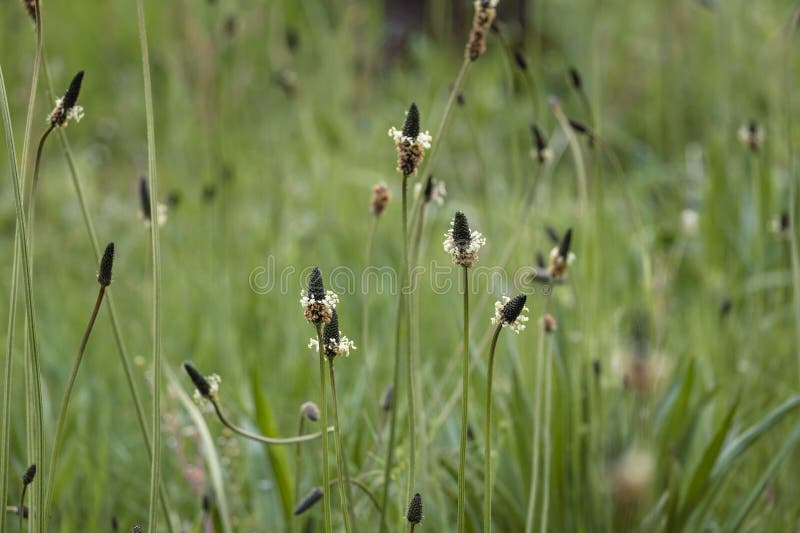 Broadleaf Plantain (Plantago Major) Spring Flowers Stock Image - Image ...