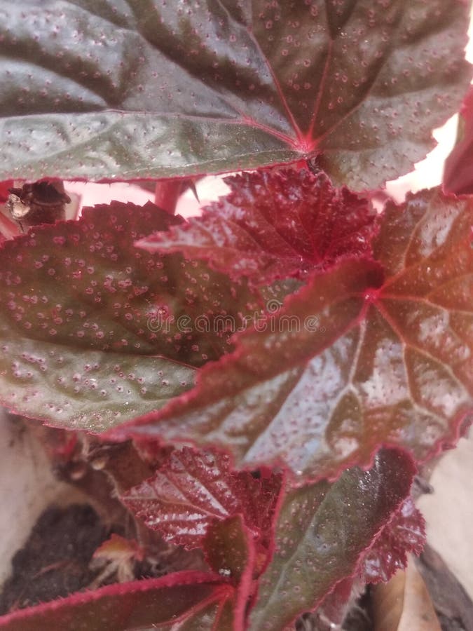 Broadleaf red leaf stock image. Image of fruit, tree - 254396409