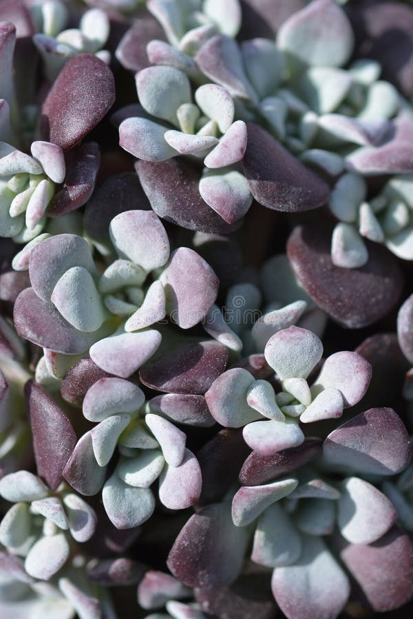 Broadleaf stonecrop stock photo. Image of evergreen - 147493822