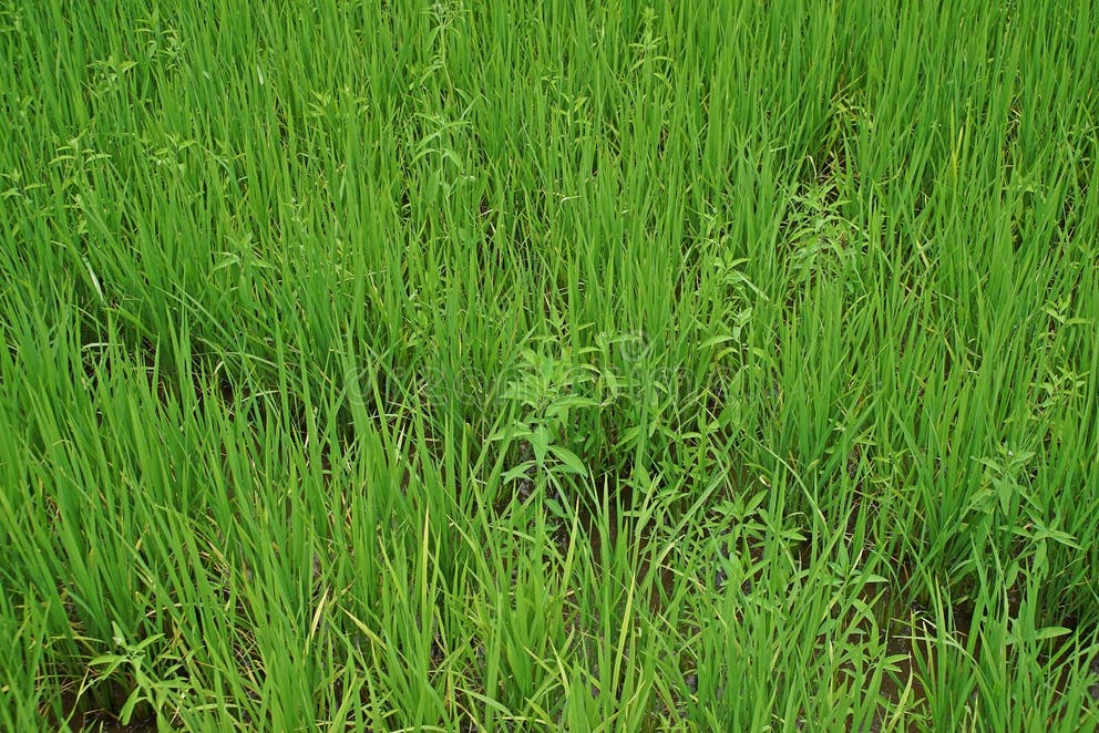 Broadleaf Weed in Paddy Field Stock Image - Image of cultivation, field ...