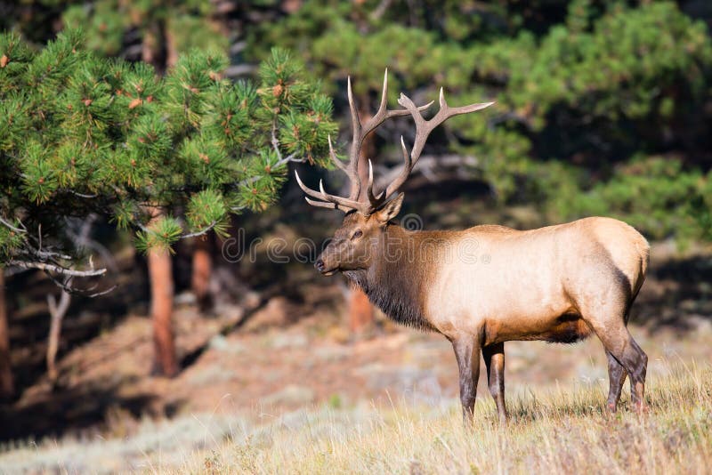 Panoramic elk bugling stock image. Image of rockies, mammal - 85094613