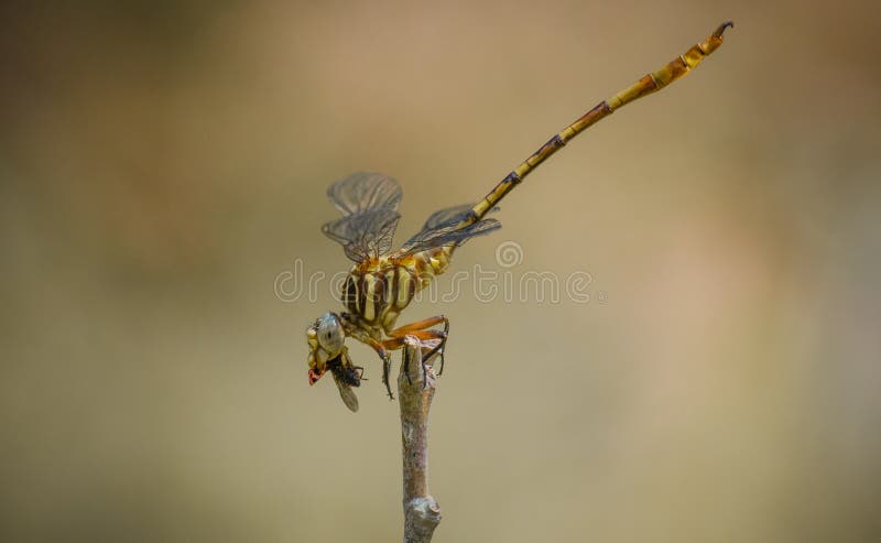 Broadstripe Clubtail Bug Sandwich Stock Photo - Image of beauty, texas ...
