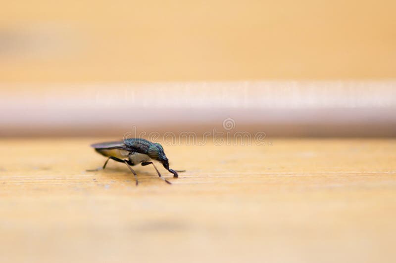 Broca foto de stock. Imagem de alongado, inseto, amarelo - 39266910