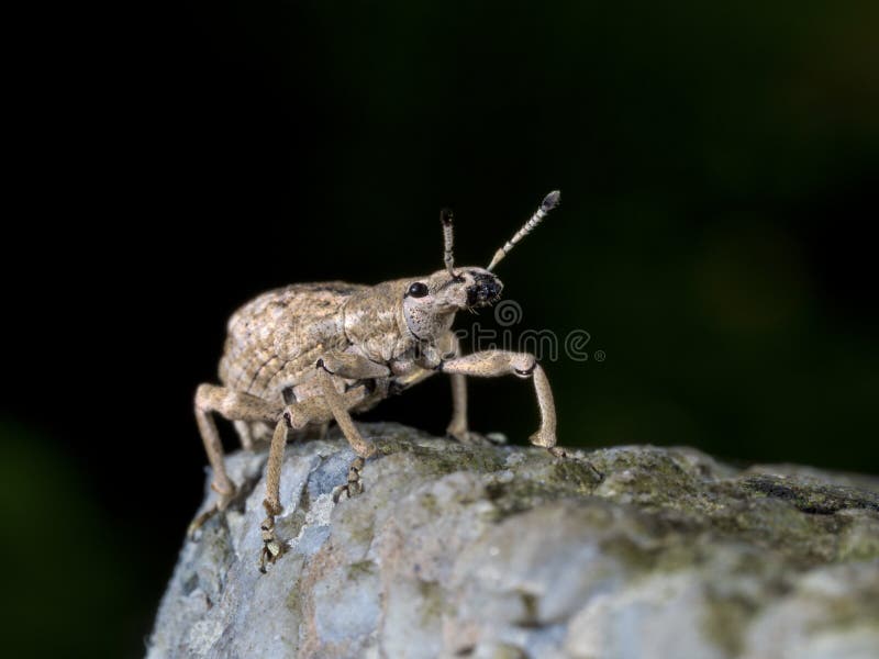 Broca Do Inseto, Curculionidae Foto de Stock - Imagem de selvagem ...