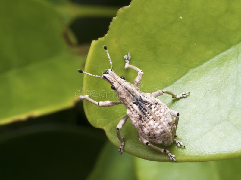Broca Do Inseto, Curculionidae Imagem de Stock - Imagem de praga ...