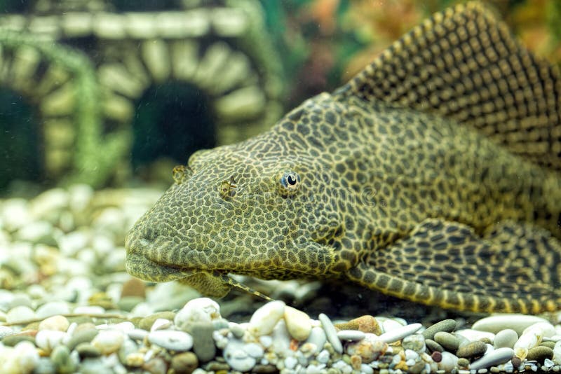 Galaxias Fish Stock Photos - Free & Royalty-Free Stock Photos from ...