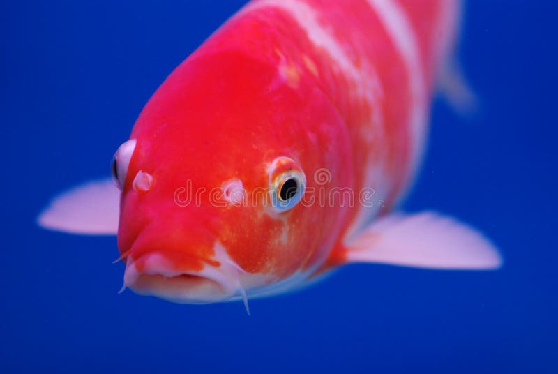 Koi Carp stock image. Image of tail, aquarium, good, carp - 15049857