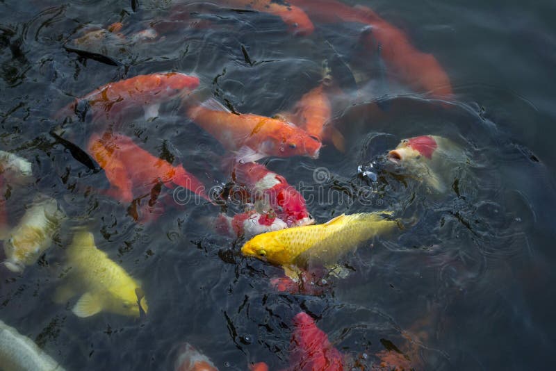 Red Carp at Park Asterix, Ile De France, France Stock Photo - Image of ...