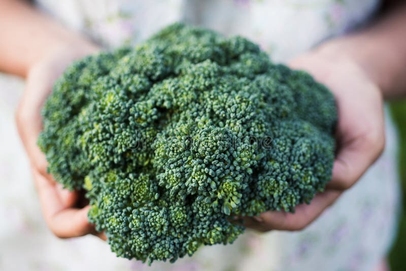 Broccoli in woman hands stock image. Image of harvesting - 98352679