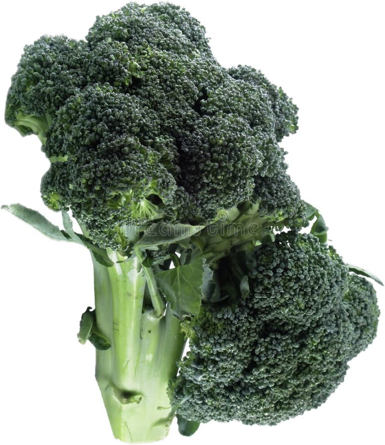 Broccoli stock image. Image of broccoli, stem, leaves, tree - 119703
