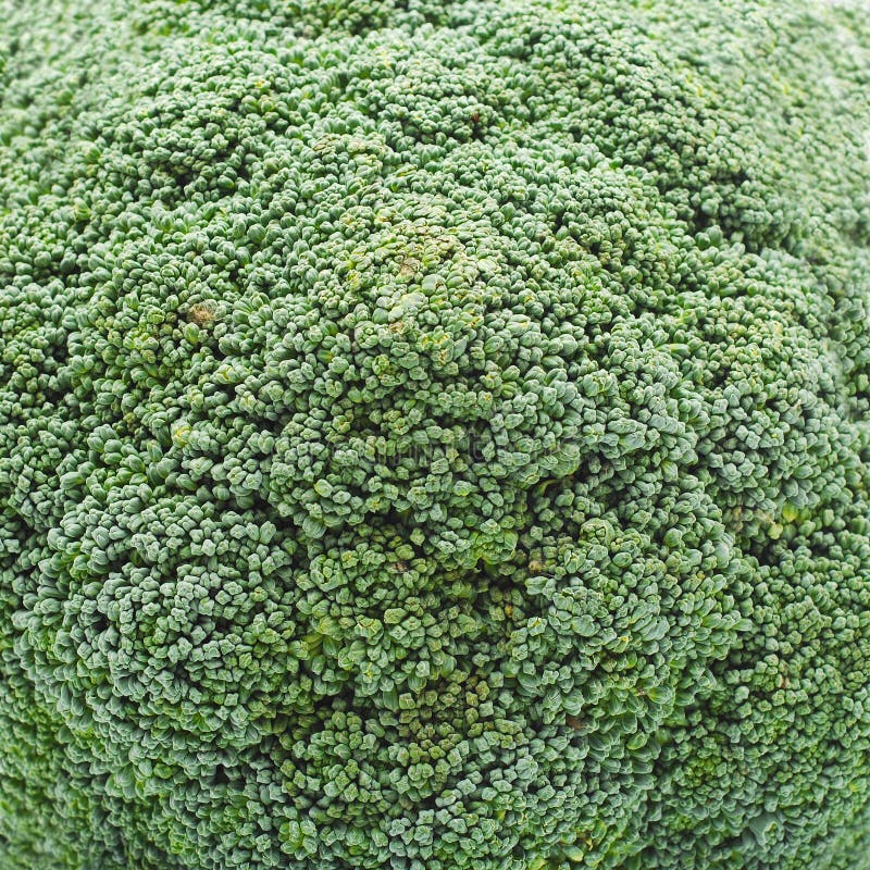 7,152 Broccoli Texture Stock Photos - Free & Royalty-Free Stock Photos ...