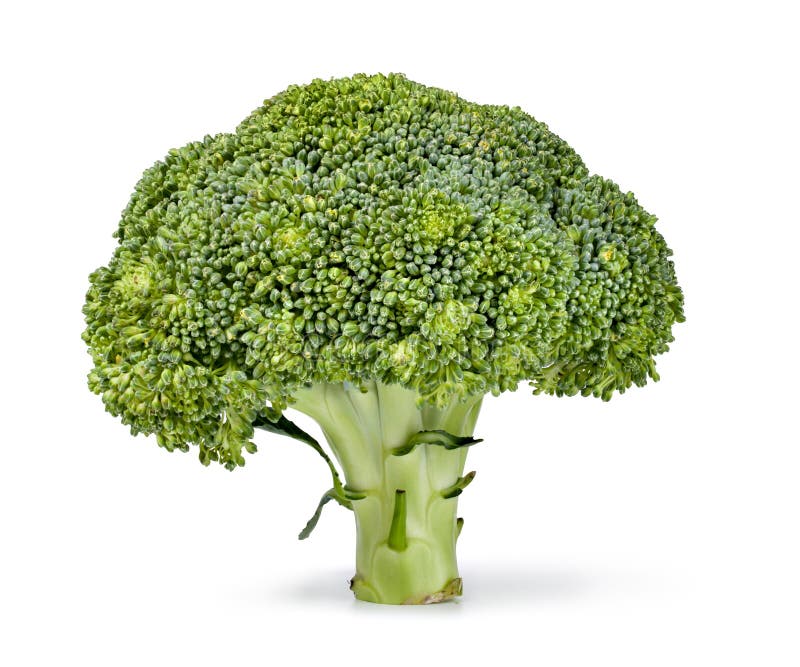 Broccoli stock photo. Image of natural, broccoli, fresh - 26026940