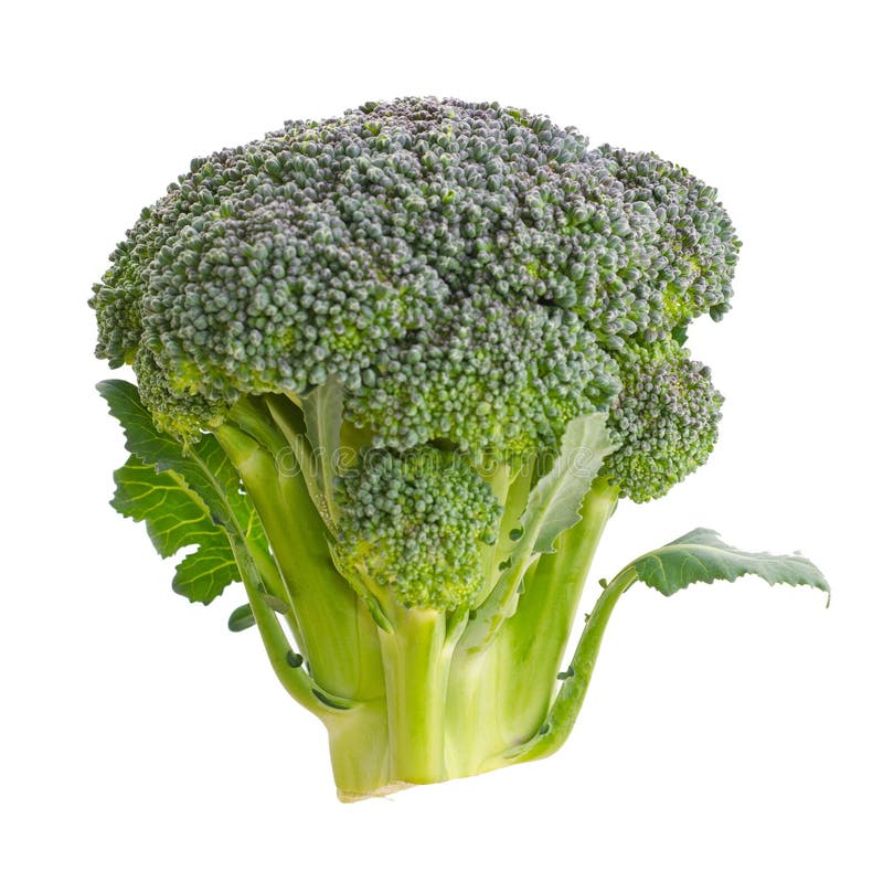 Broccoli stock photo. Image of calorie, florets, bunch - 27474452