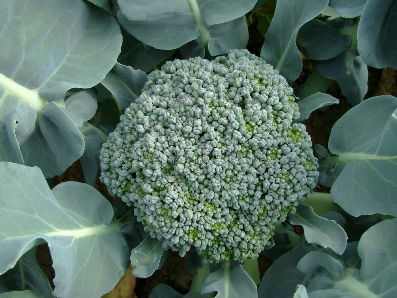 Broccoli stock photo. Image of leaves, growth, plant - 19956718