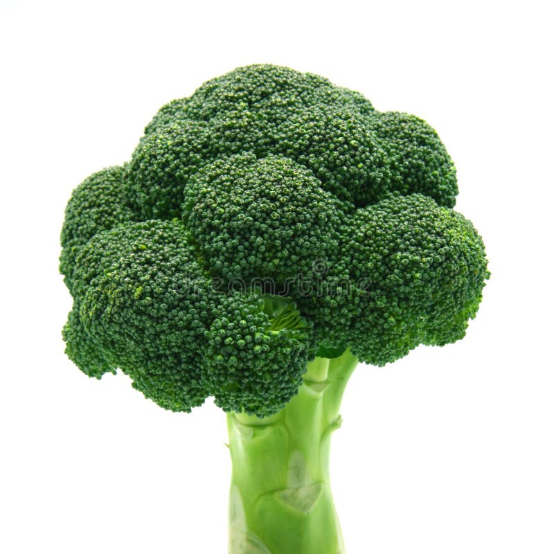 Broccoli isolated stock image. Image of freshness, sweet - 29601885