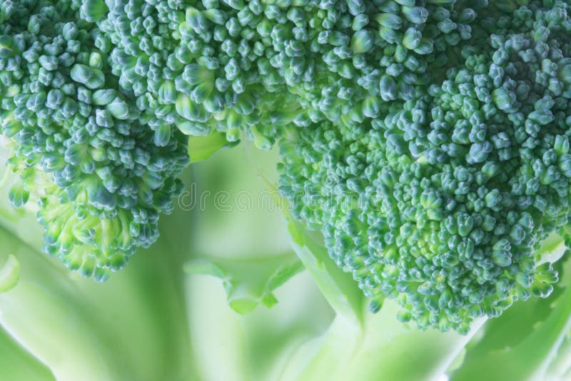 Broccoli stock photo. Image of health, object, greenish - 230332