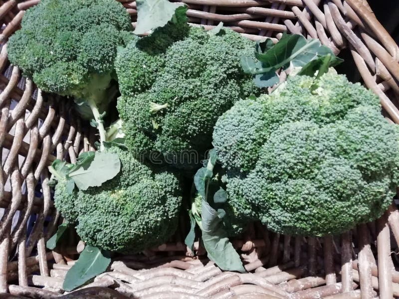 Broccoli stock image. Image of broccoli, green, small - 130223965