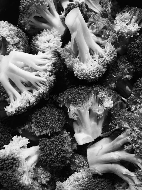 Broccoli stock photo. Image of food, black, broccoli - 100049904