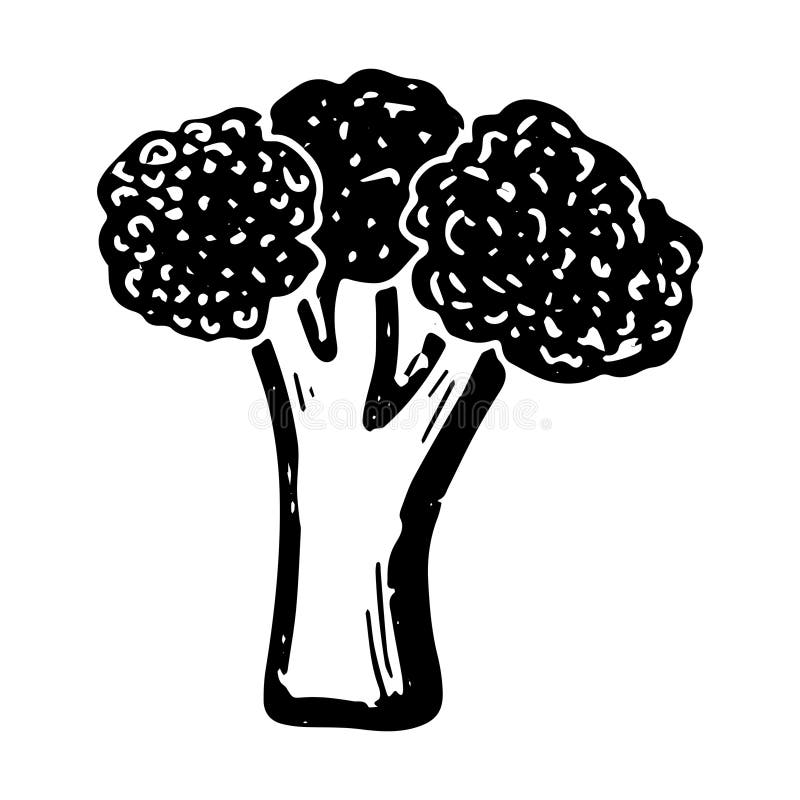 Broccoli stock vector. Illustration of eating, minimal - 308574966