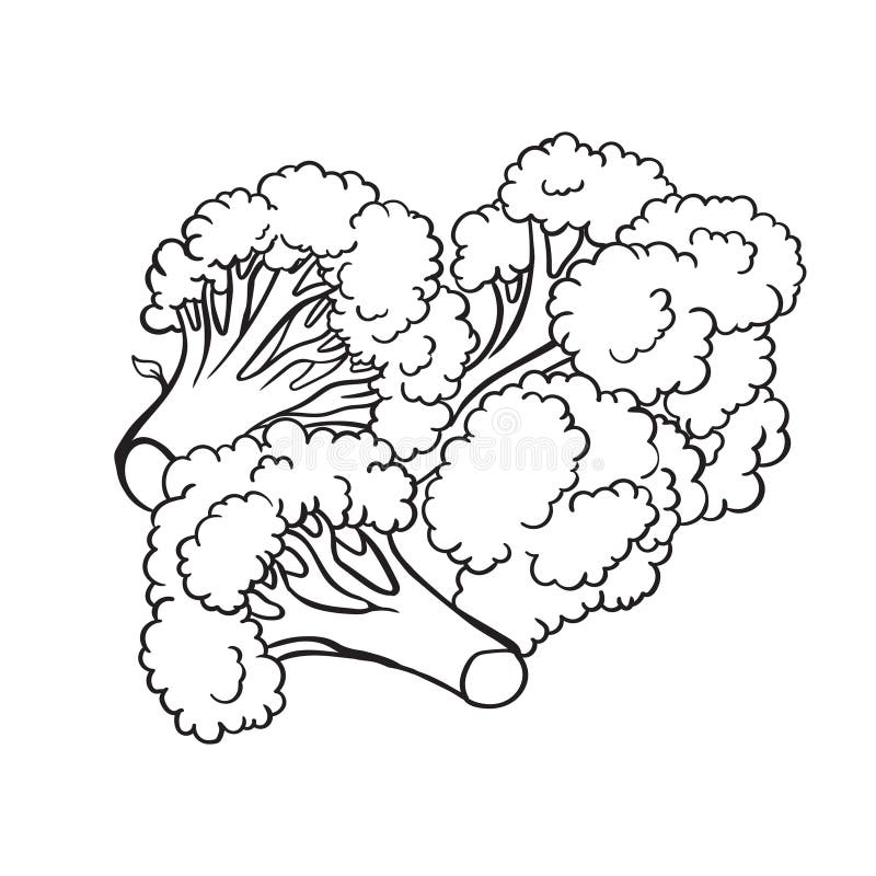 Broccoli Bunch Linear Drawing. Healthy Food, Cabbage for Diet Stock ...