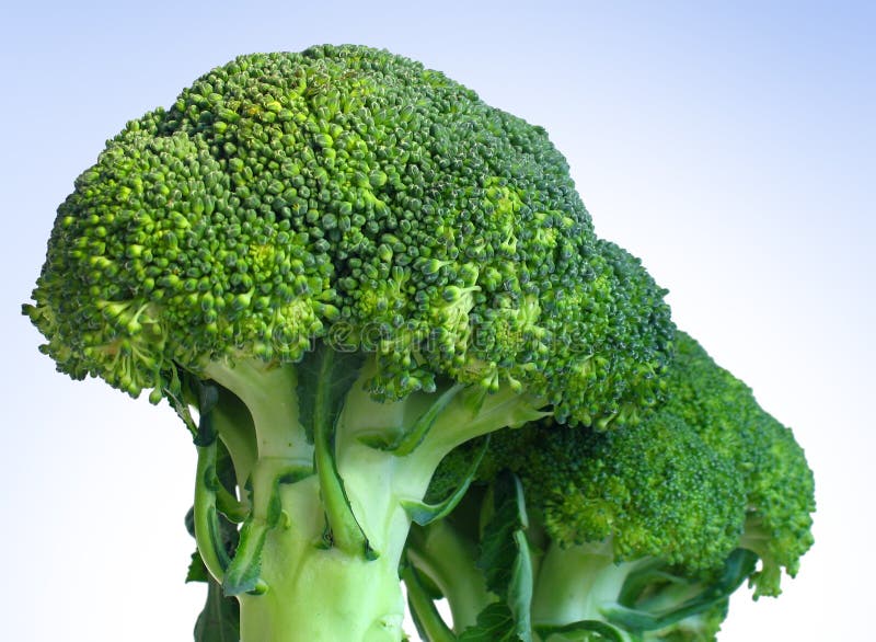 Broccoli Trees stock image. Image of vegetable, green - 4197143