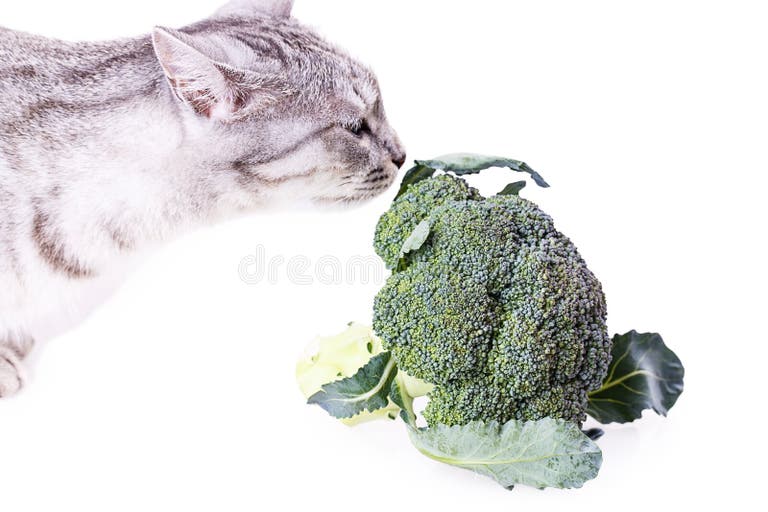 Broccoli cat stock image. Image of crop, agriculture - 56153195