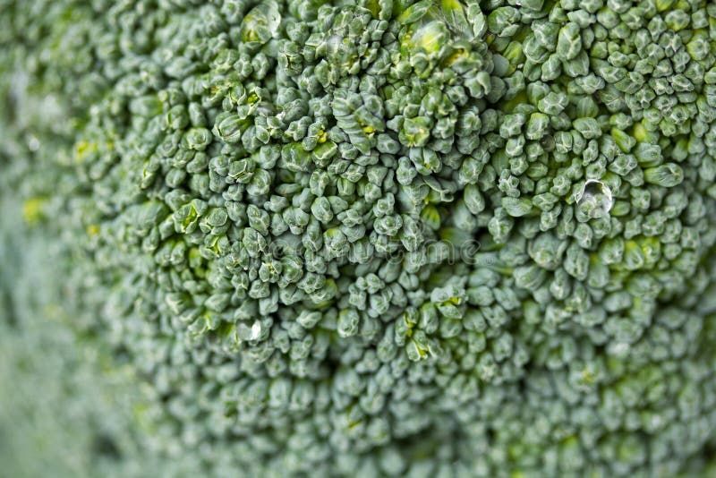 Broccoli Close up stock photo. Image of ingredient, detail - 29485452