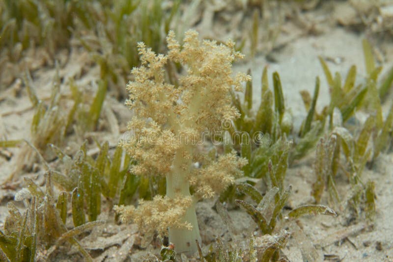 Broccoli Coral in Red Sea stock photo. Image of colorful - 136400870