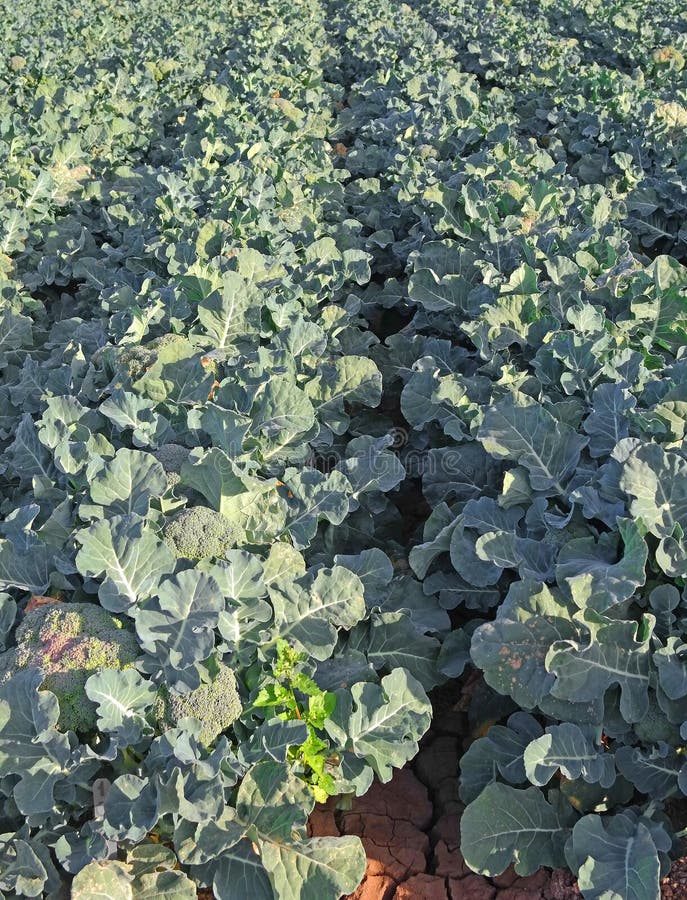 Broccoli Crop Rows stock image. Image of family, farming - 53558917