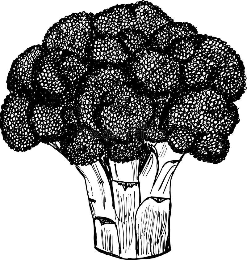 Broccoli Detailed Realistic Sketch Stock Illustration - Illustration of ...