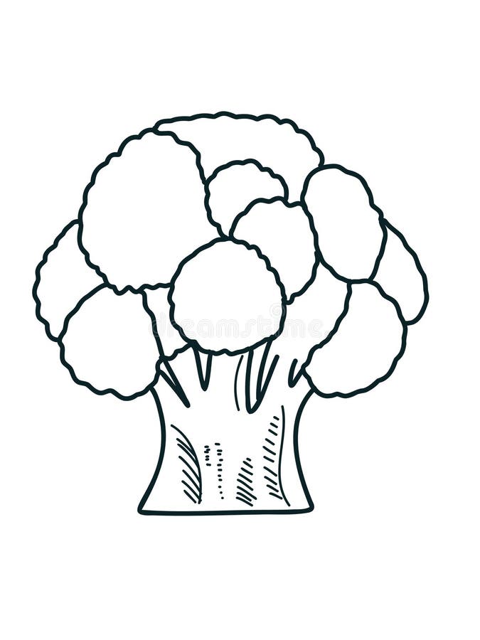 Broccoli Doodle in Cartoon Style Stock Vector - Illustration of fresh ...