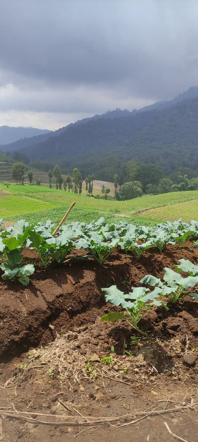 Broccoli Farm with Beautiful Natural Scenery in Traditional Way Stock ...
