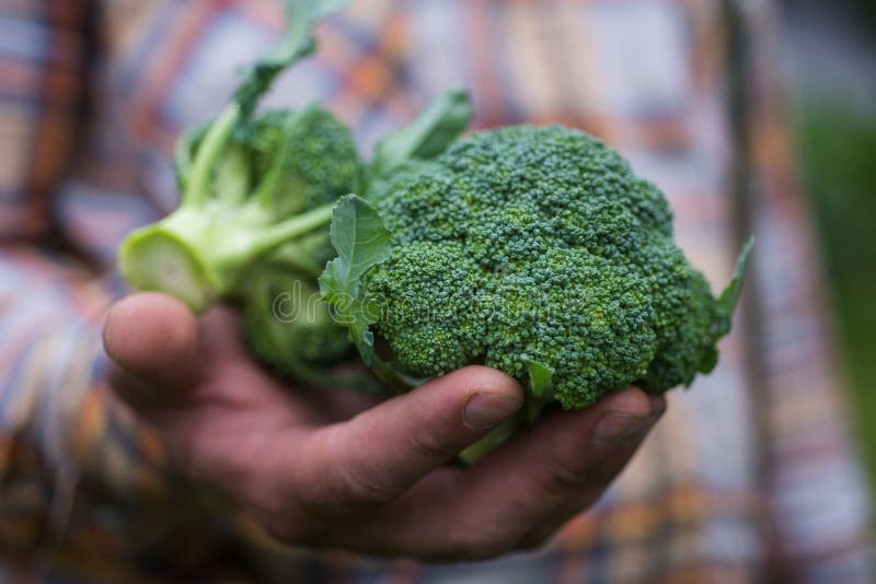 Broccoli in farmer`s hand stock image. Image of harvest - 97911259