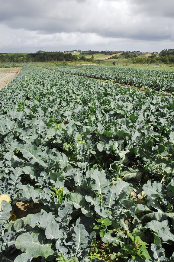Broccoli field stock photo. Image of green, tasting, meadow - 5476530