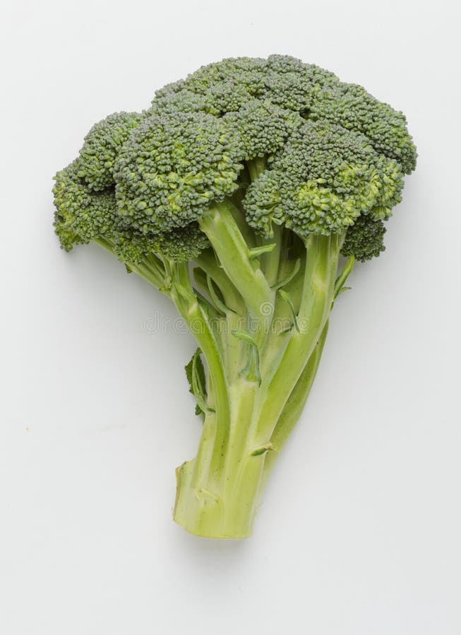 Broccoli floret on white stock photo. Image of gastronomy - 137925814