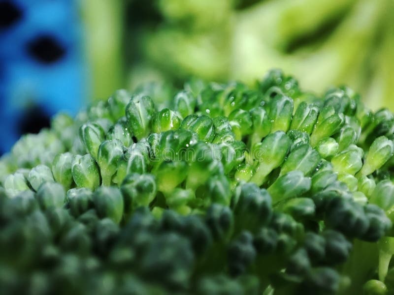 Broccoli flower, vege stock image. Image of greens, broccoli - 286076615
