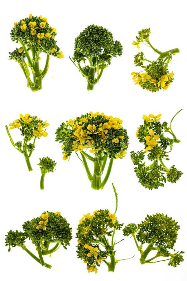 Broccoli flowers isolated stock photo. Image of nutrition - 180287716