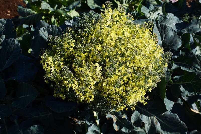 Broccoli flowers stock photo. Image of kitchen, brassica - 134676752
