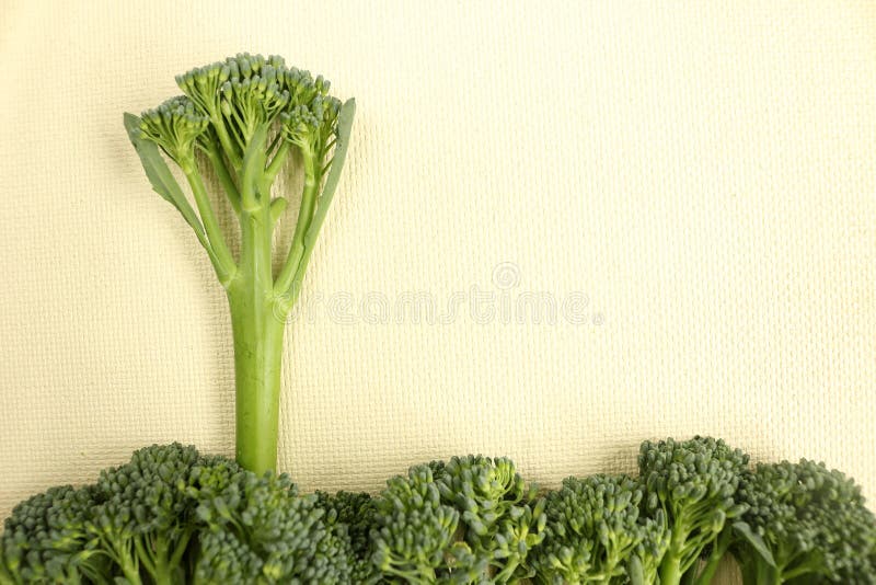 Broccoli forest stock photo. Image of weight, nourishing - 10735184