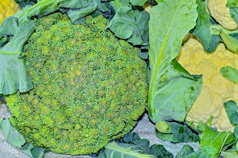 Broccoli stock image. Image of cook, ingredient, crop - 36972201