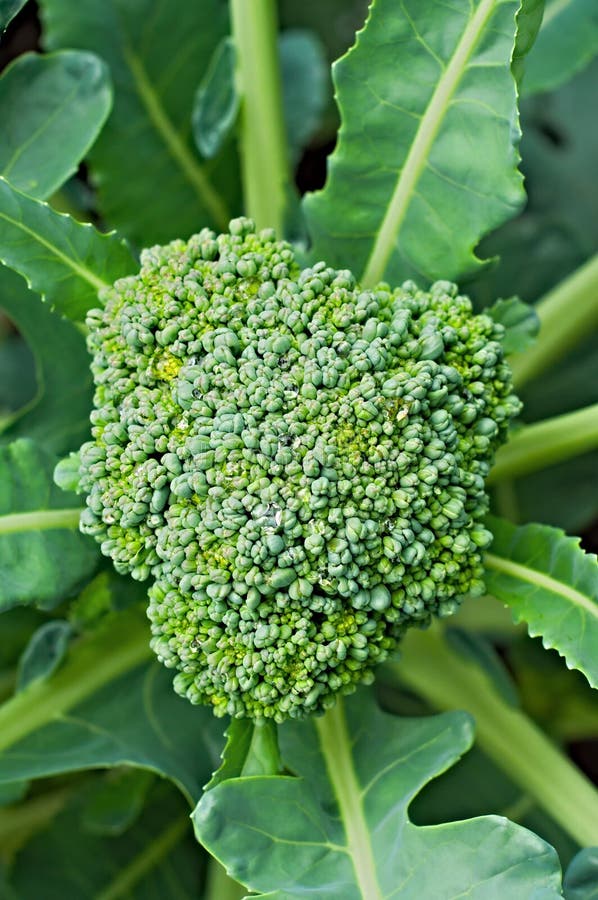Broccoli stock photo. Image of leaves, growth, plant - 19956718