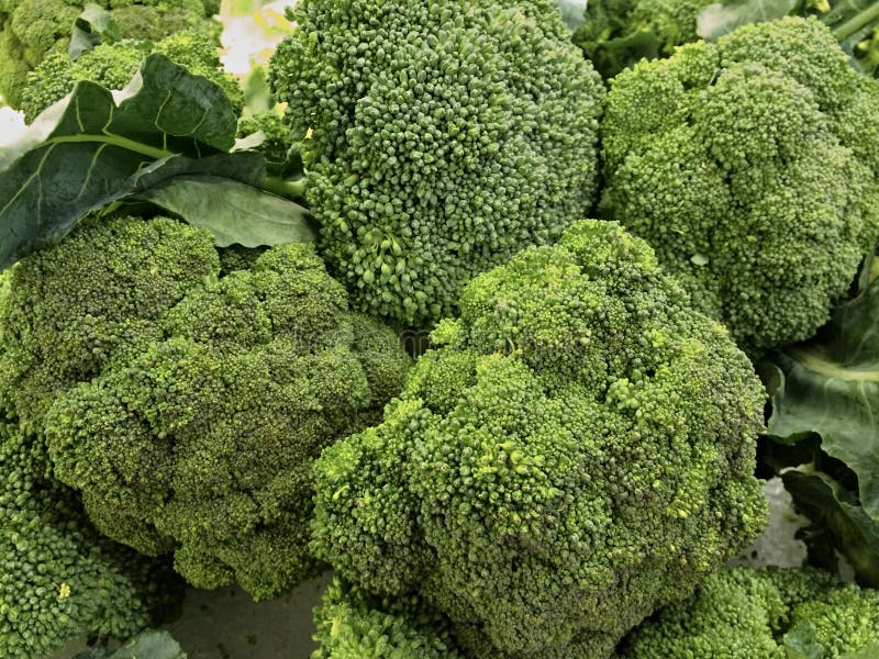 Broccoli stock image. Image of broccoli, healthy, frame - 69157055