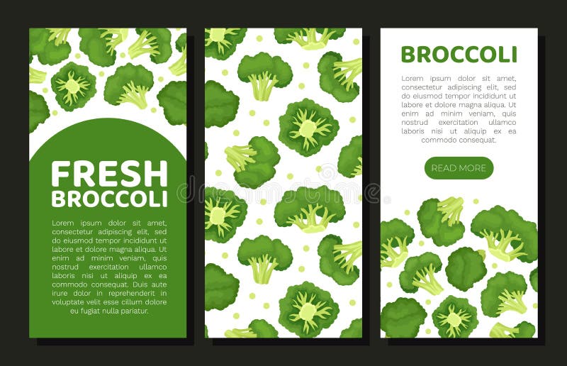 Broccoli Green Vegetable Design with Cabbage Head Vector Template Stock ...