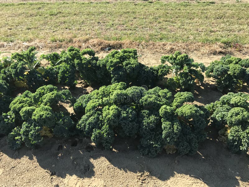 Broccoli stock image. Image of floret, plant, ground - 152262567
