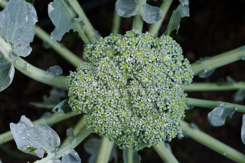 Broccoli Growing in Open Ground, in Drops of Water Stock Image - Image ...