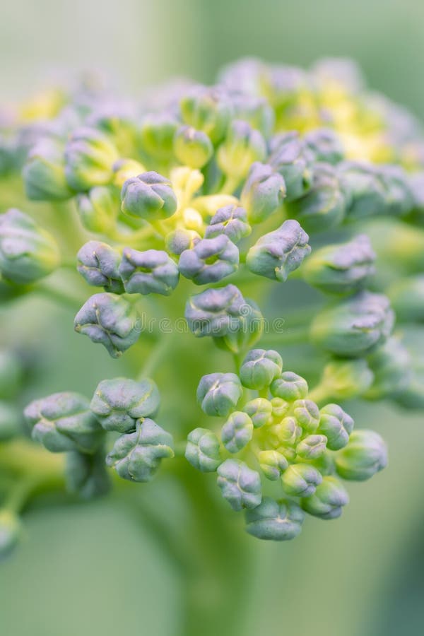 Broccoli Growing in the Vegetable Garden in Springtime Stock Image ...