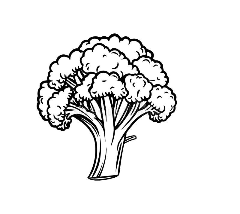 Broccoli Hand-drawn Illustration Stock Vector - Illustration of ...