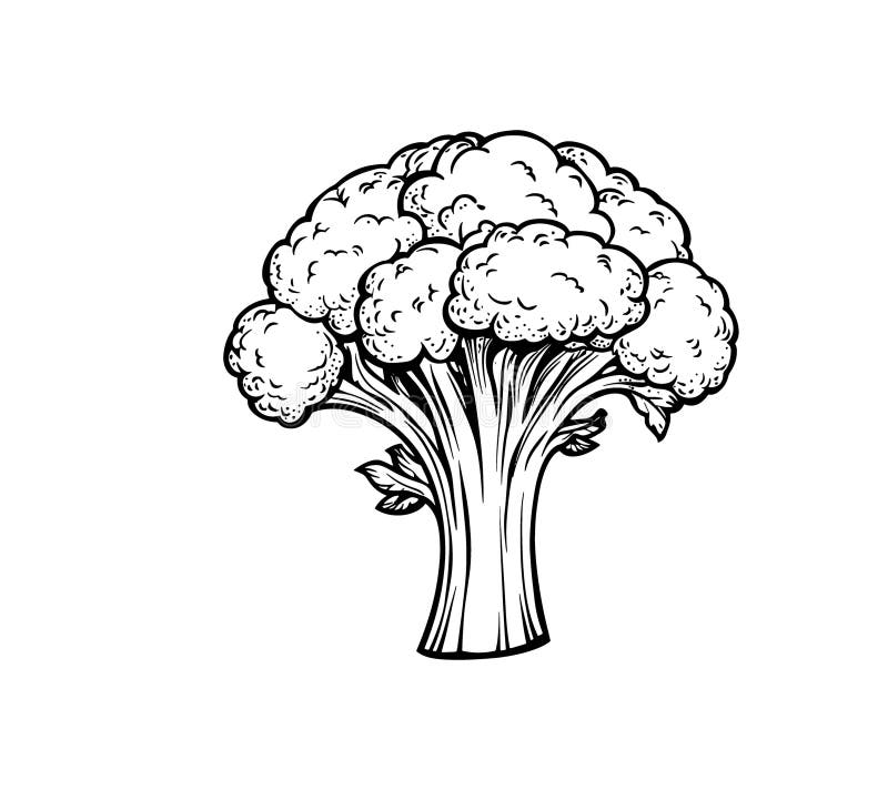 Broccoli Hand-drawn Illustration Stock Vector - Illustration of ...