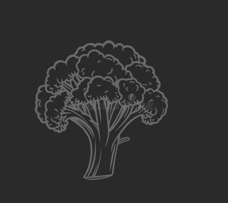 Broccoli Hand-drawn Illustration Stock Vector - Illustration of food ...