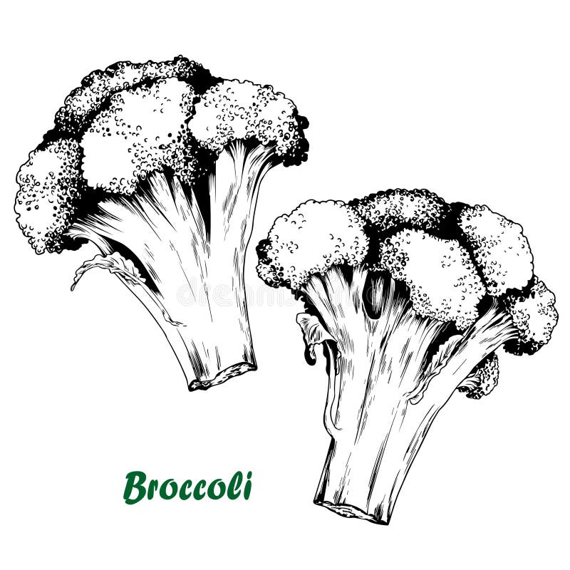 Broccoli Hand Drawn Vector Illustrations. Stock Vector - Illustration ...